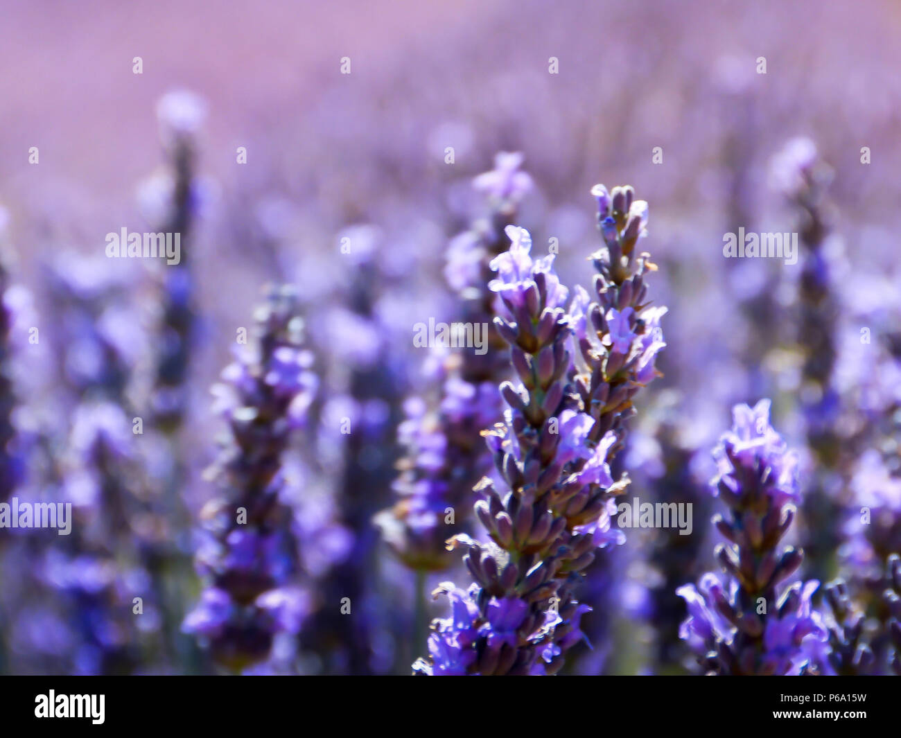 Lavender field with sun rays Stock Photo - Alamy