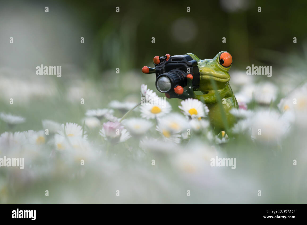 photographer frog - daisy flowers Stock Photo - Alamy