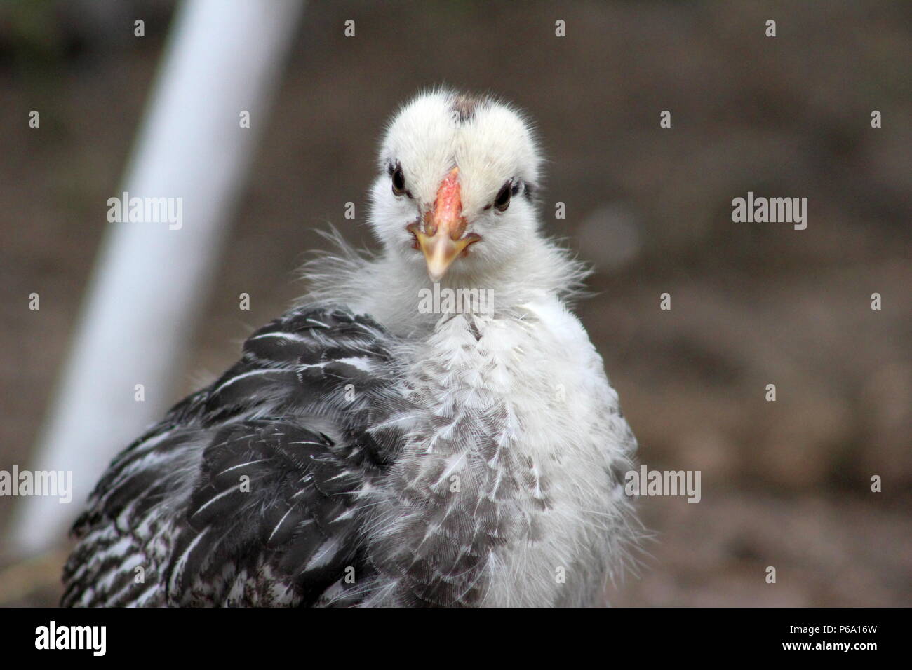 White wyandotte chicken hi-res stock photography and images - Alamy