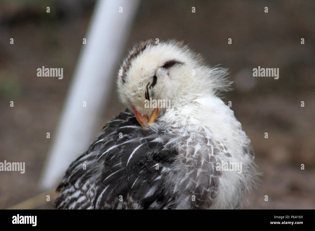 White wyandotte chicken hi-res stock photography and images - Alamy