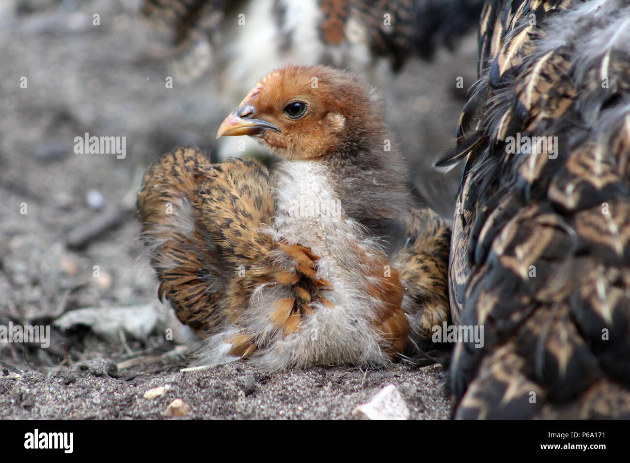 Black and brown chickens hi-res stock photography and images - Alamy