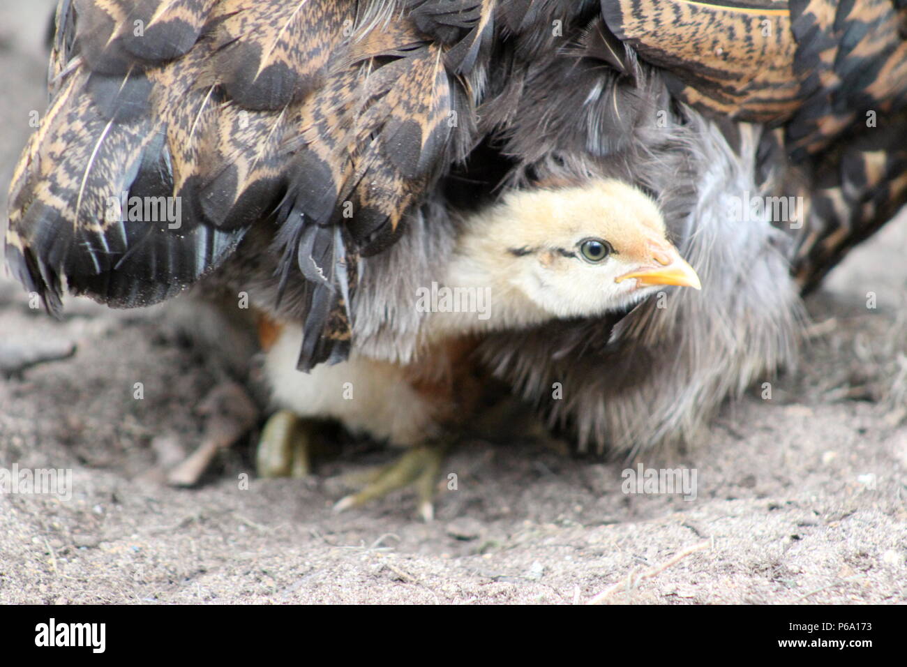 One Month Old Chick Peers Out From Under Mother Hen Stock Photo - Alamy