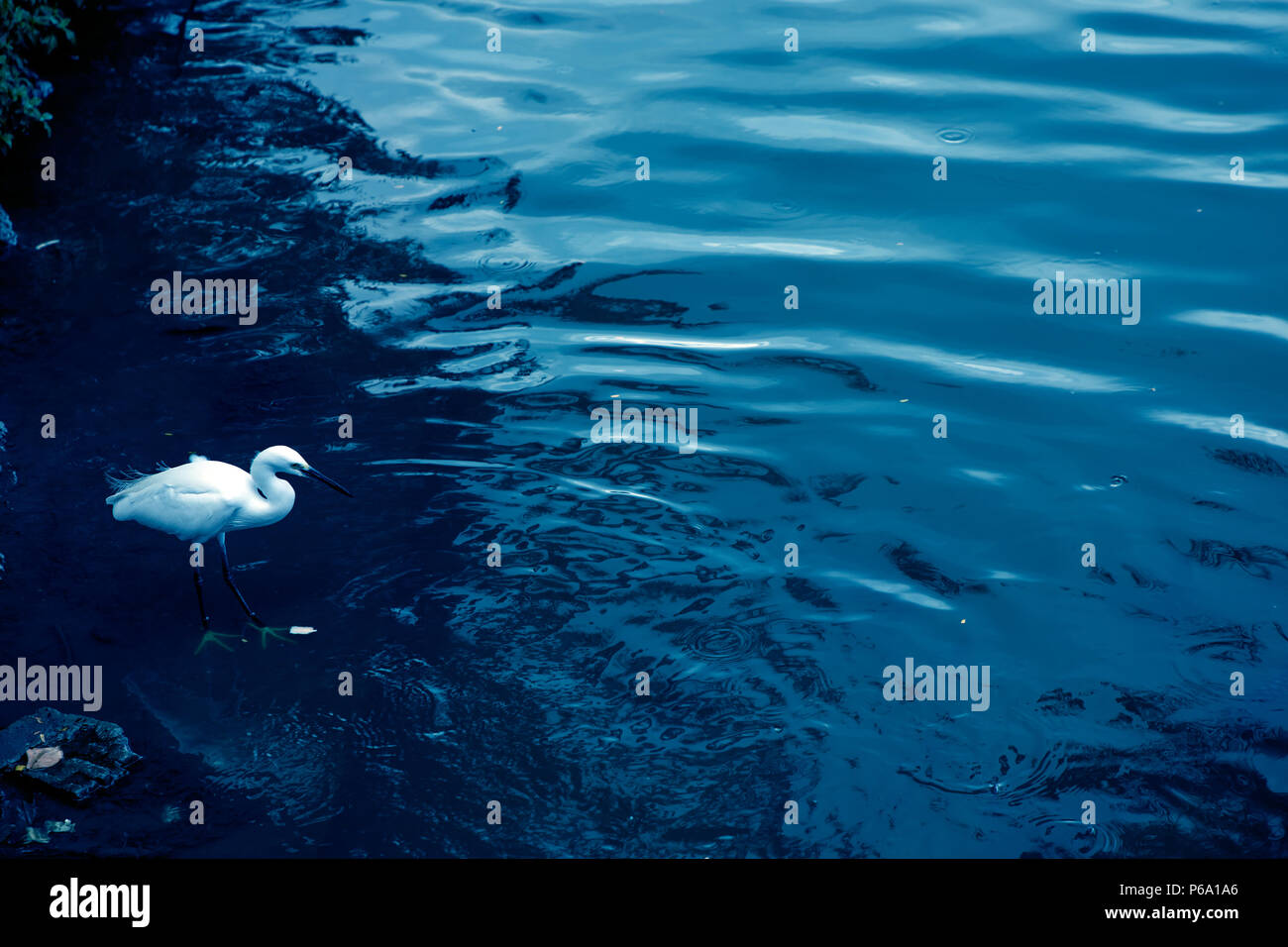 Tropical water bird hi-res stock photography and images - Alamy