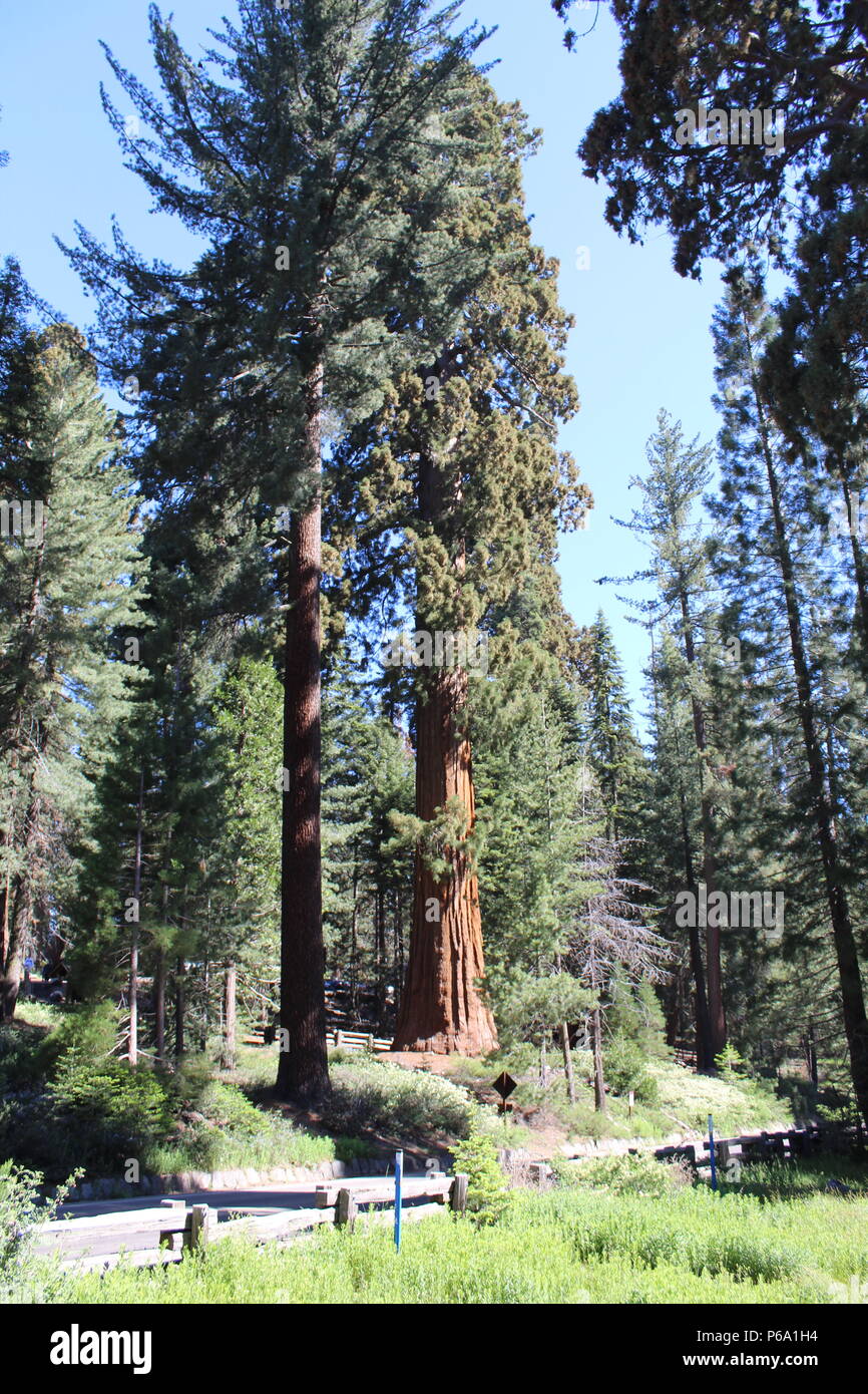 Giant Sequoia Trees Stock Photo - Alamy