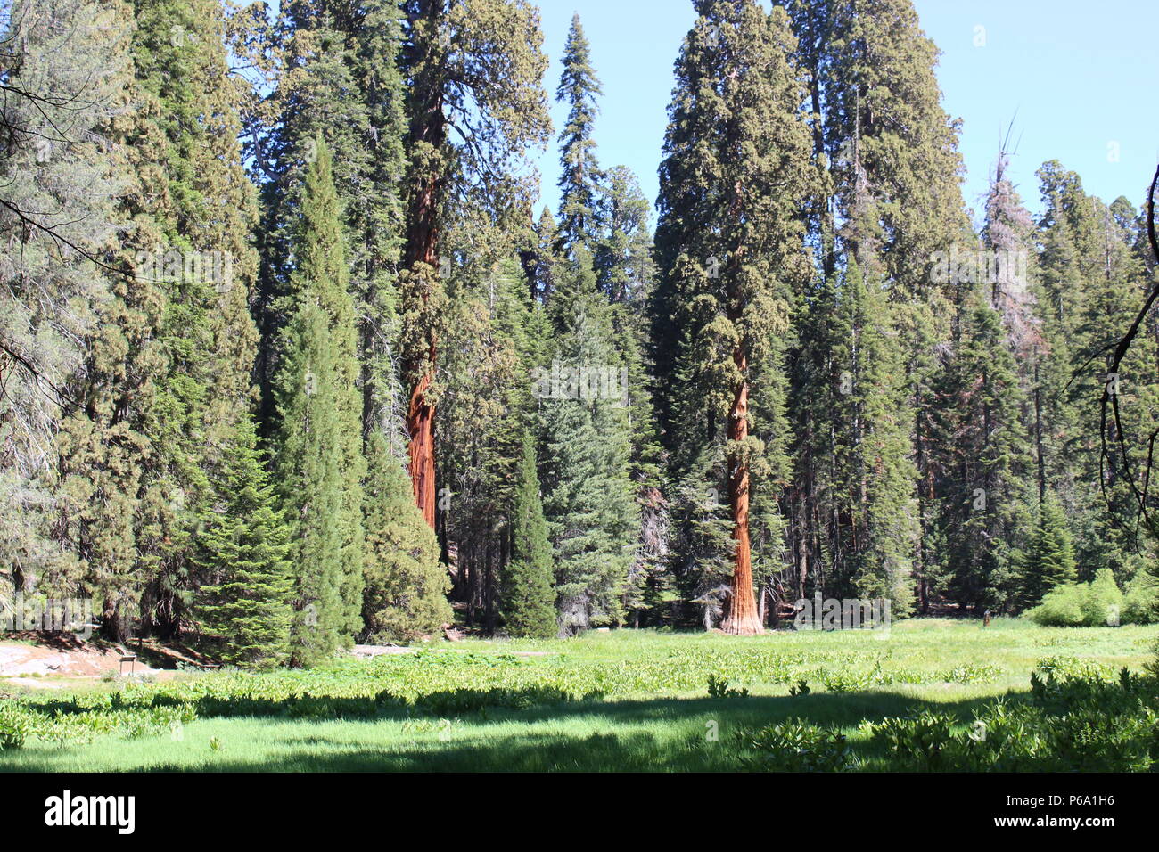 Giant Sequoia Trees Stock Photo - Alamy