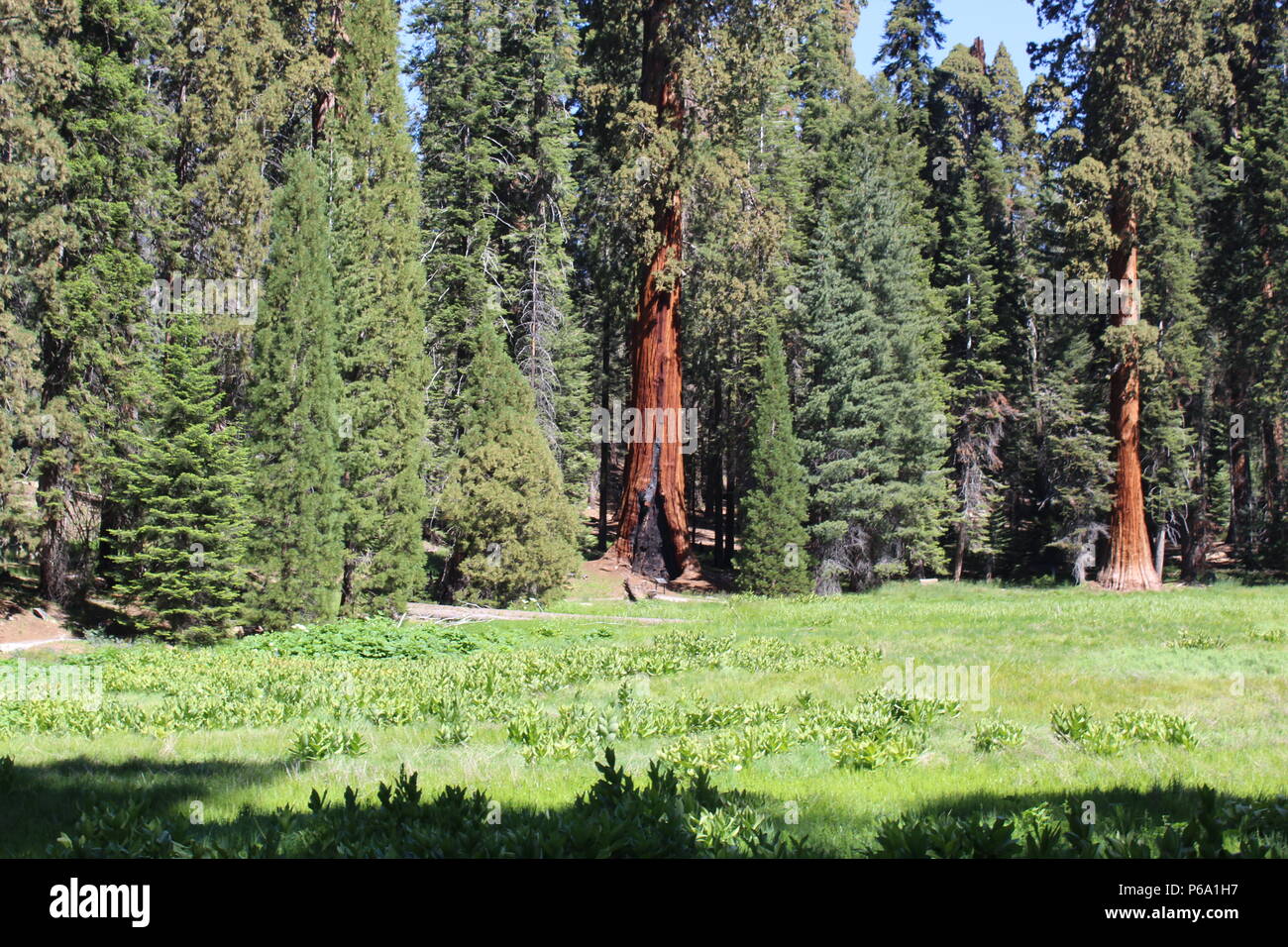 Giant Sequoia Trees Stock Photo - Alamy