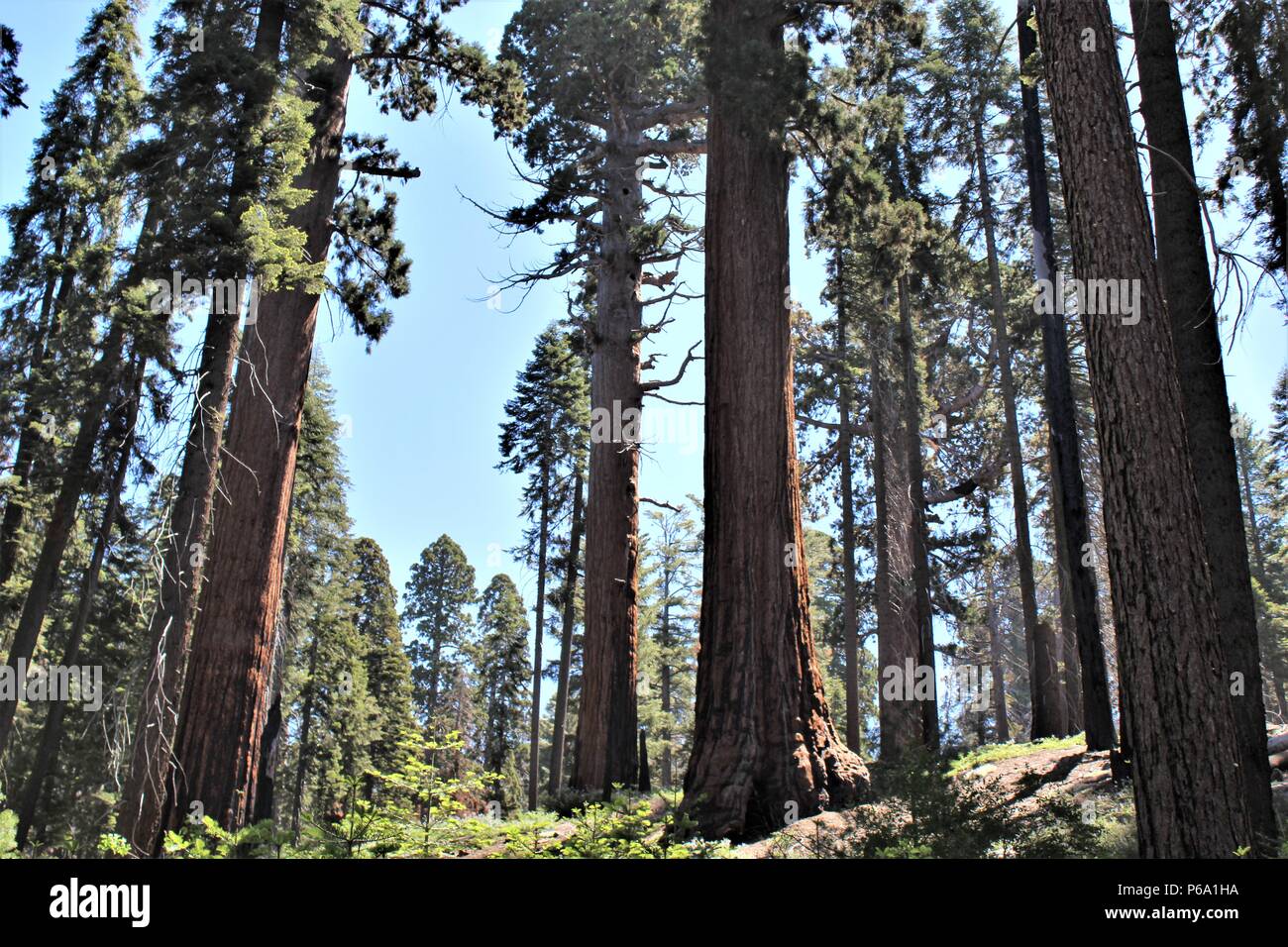 Giant Sequoia Trees Stock Photo - Alamy