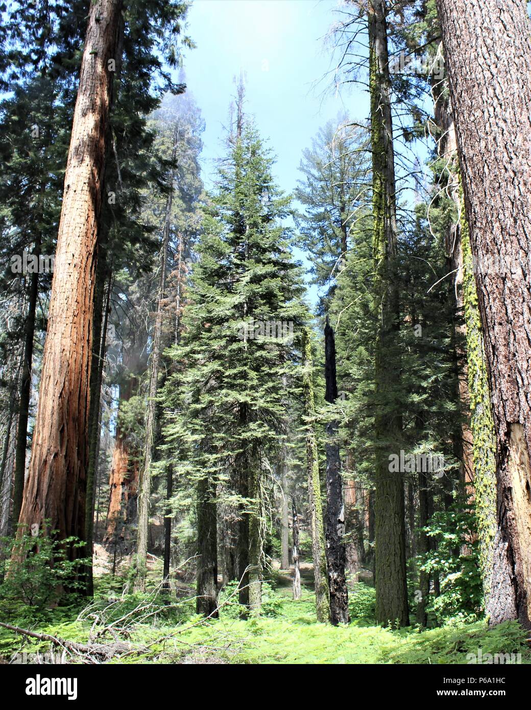 Giant Sequoia Trees Stock Photo - Alamy