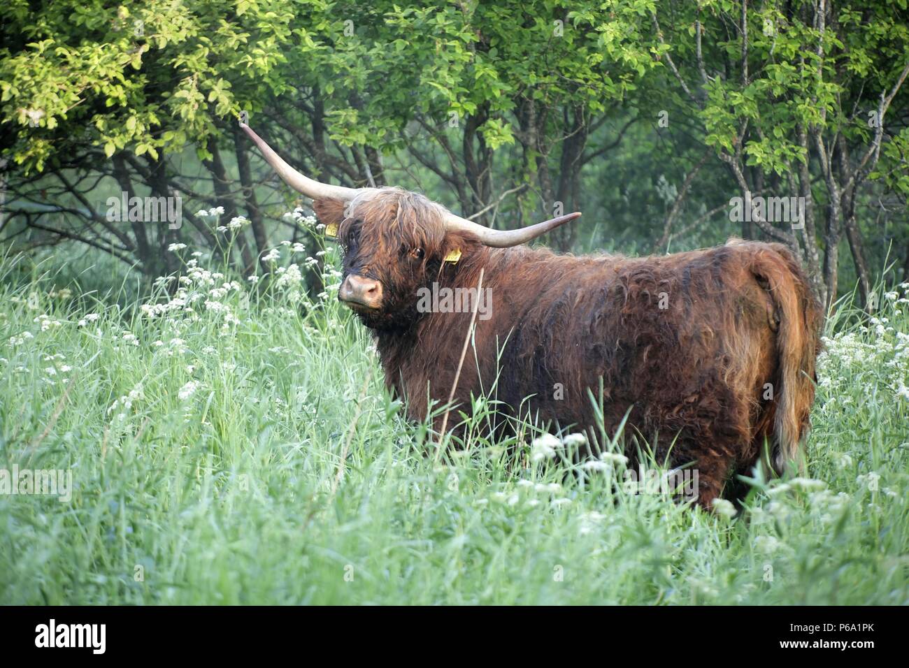 Bull of traditional Scottish breed called Highland Stock Photo - Alamy