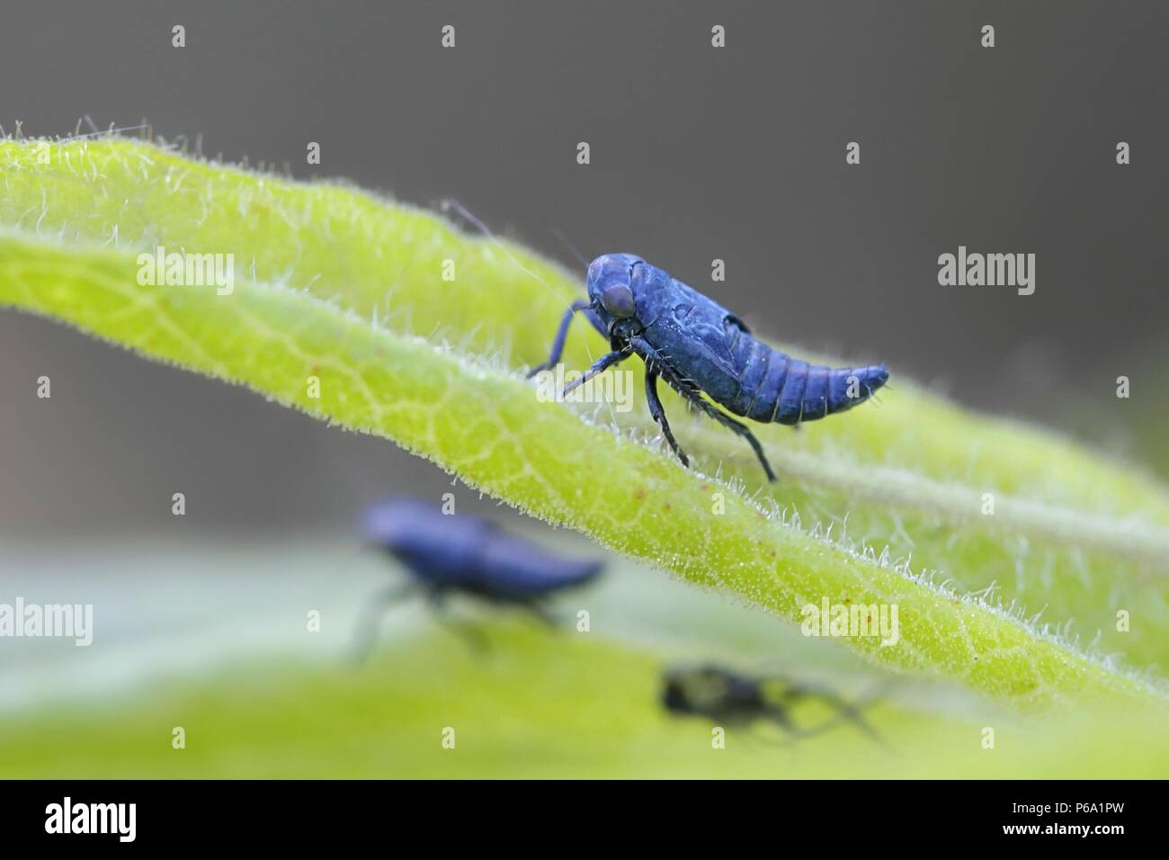 Blue hopper or leafhopper, Sonronius dahlbomi, tiny blue insect Stock ...