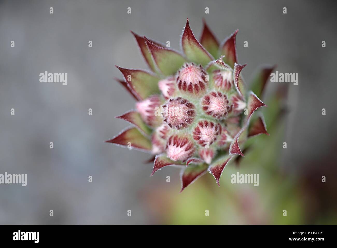 Common houseleek or thunder-plant, Sempervivum tectorum Stock Photo - Alamy