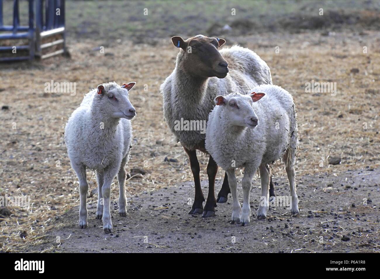 Finnish sheep hi-res stock photography and images - Alamy
