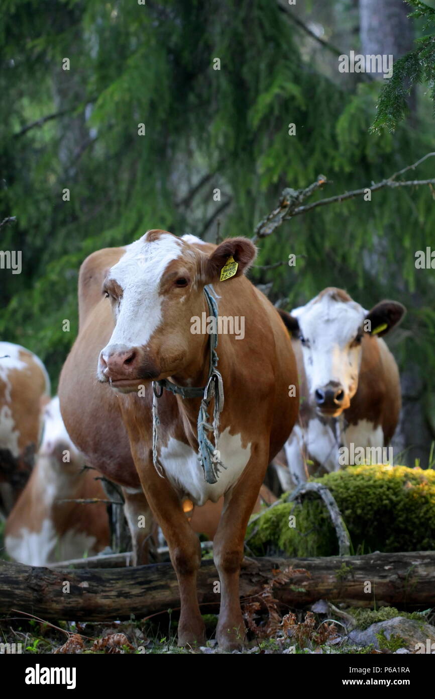 Conservation of native livestock breeds hi-res stock photography and ...