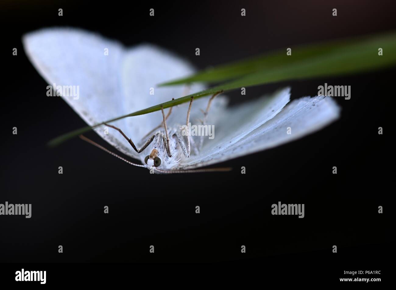 Common white wave moth, Cabera pusaria Stock Photo - Alamy