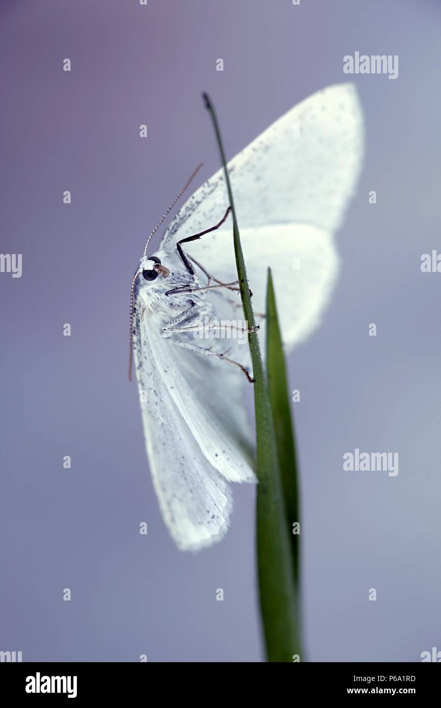 Common white wave moth, Cabera pusaria Stock Photo - Alamy