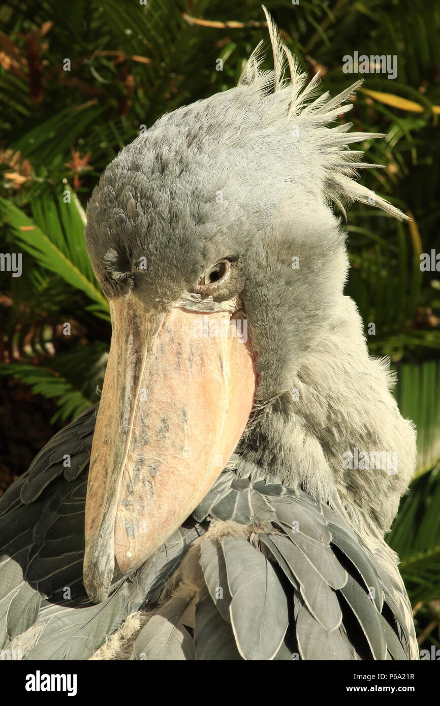 Shoebill bird hi-res stock photography and images - Alamy