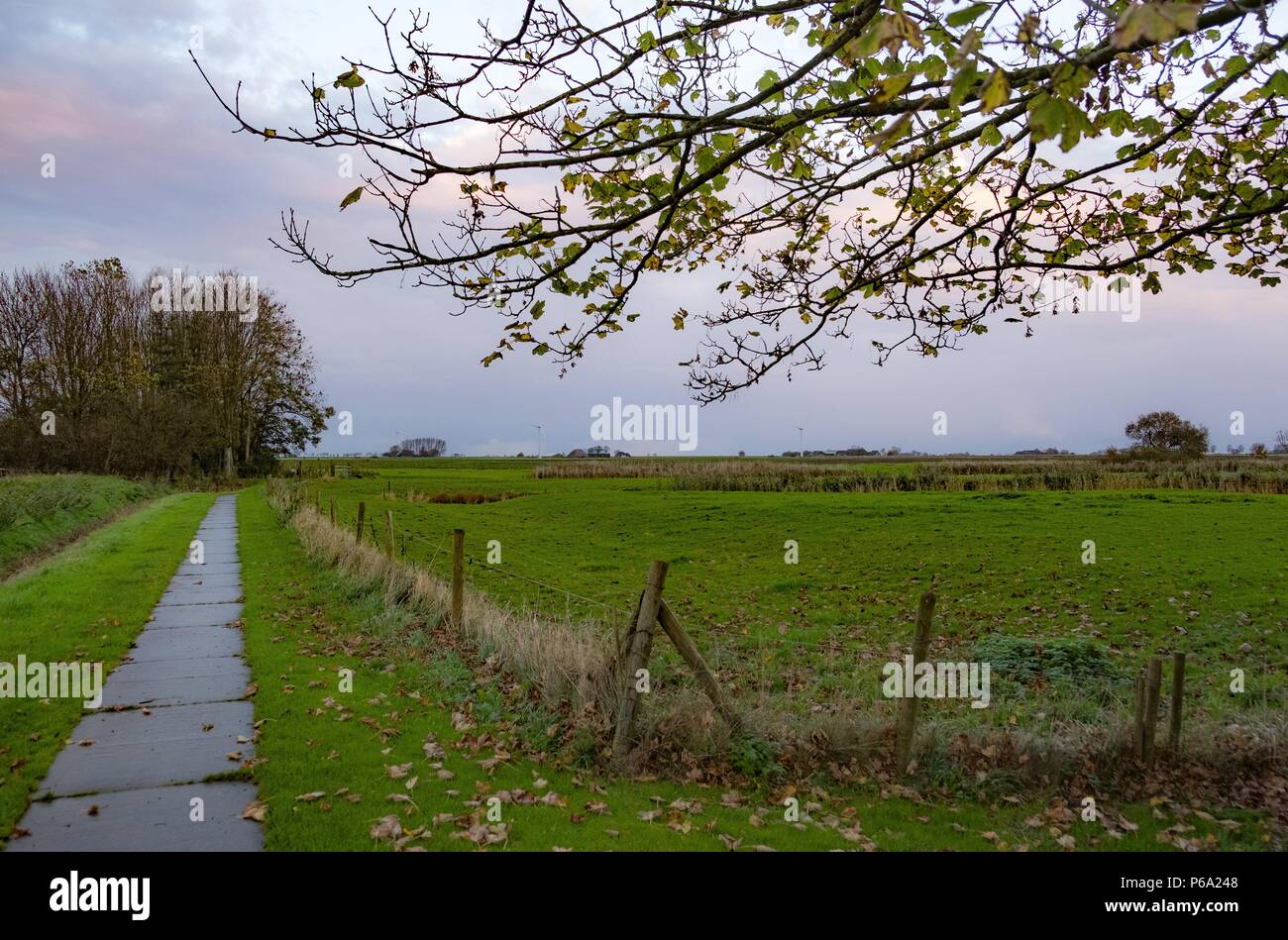 Dutch landscape in the summertime with flowers and plants Stock Photo ...