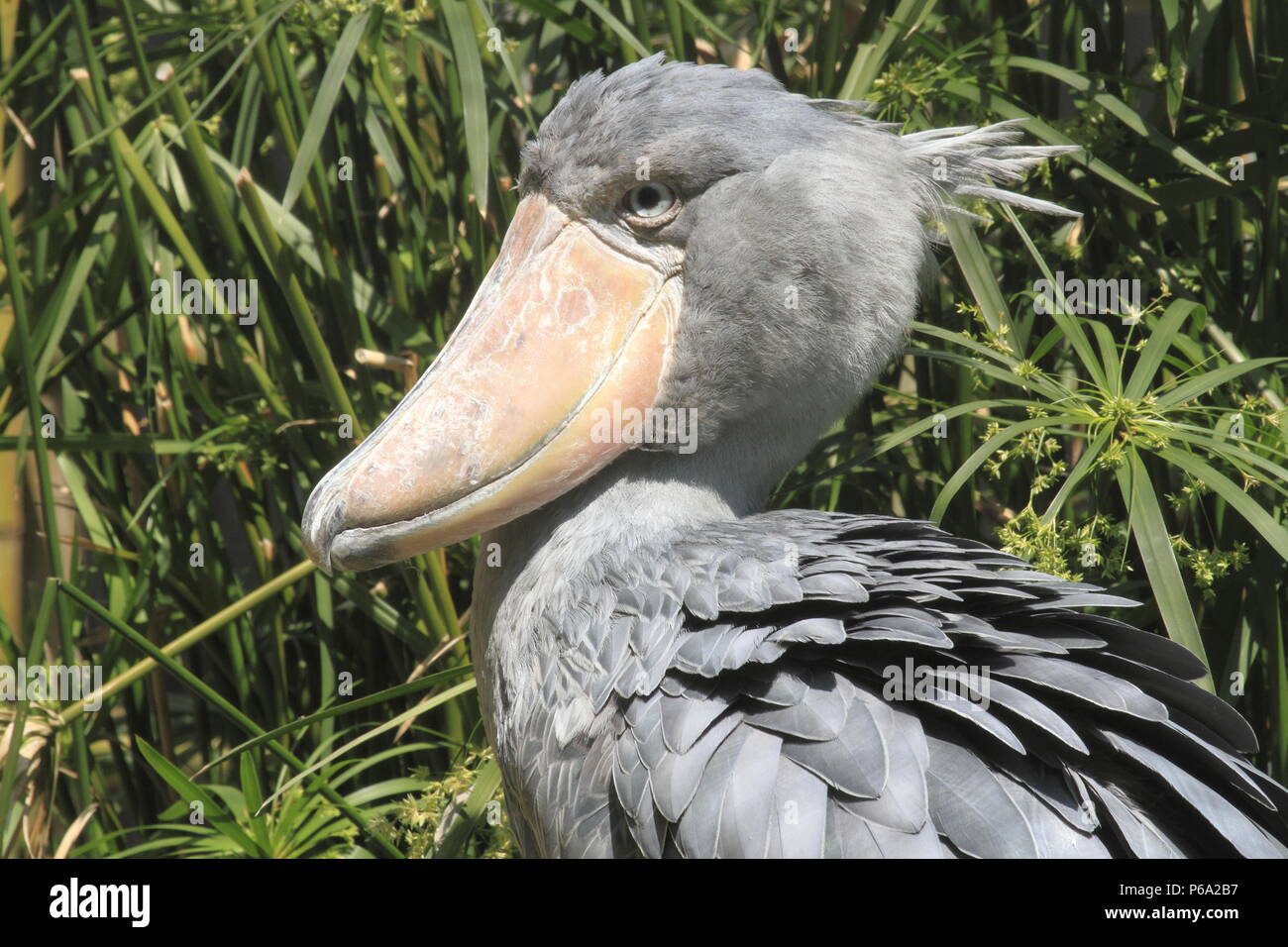 Sabot hi-res stock photography and images - Alamy