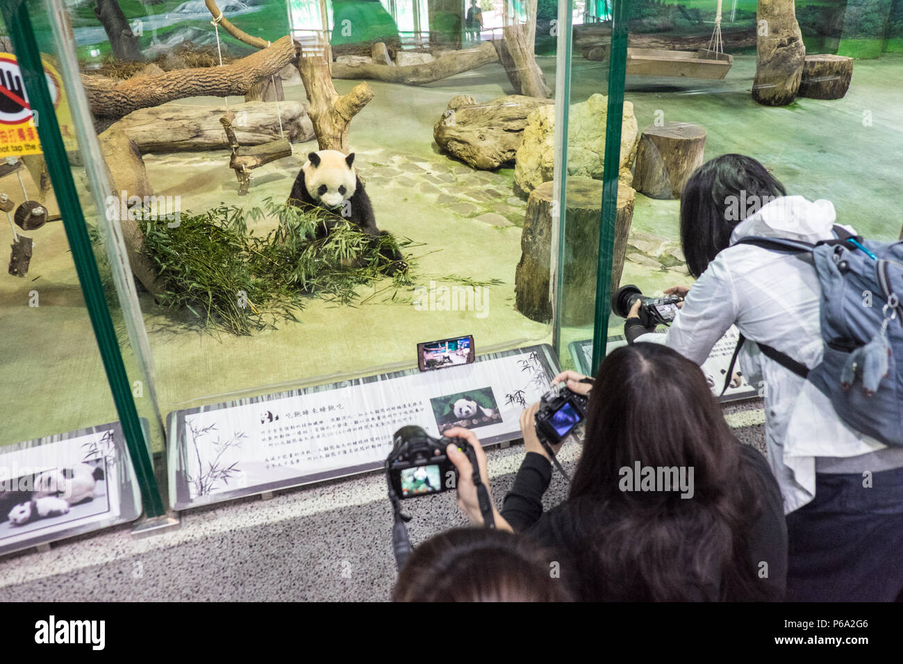 Taipei zoo panda hi-res stock photography and images - Alamy