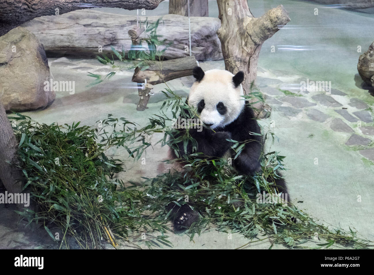 Giant Panda,Taipei Zoo,zoo,animal,animals,Taipei,Taipei City,Taiwan ...