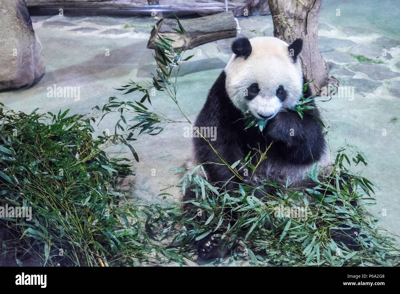 Giant Panda,Taipei Zoo,zoo,animal,animals,Taipei,Taipei City,Taiwan ...