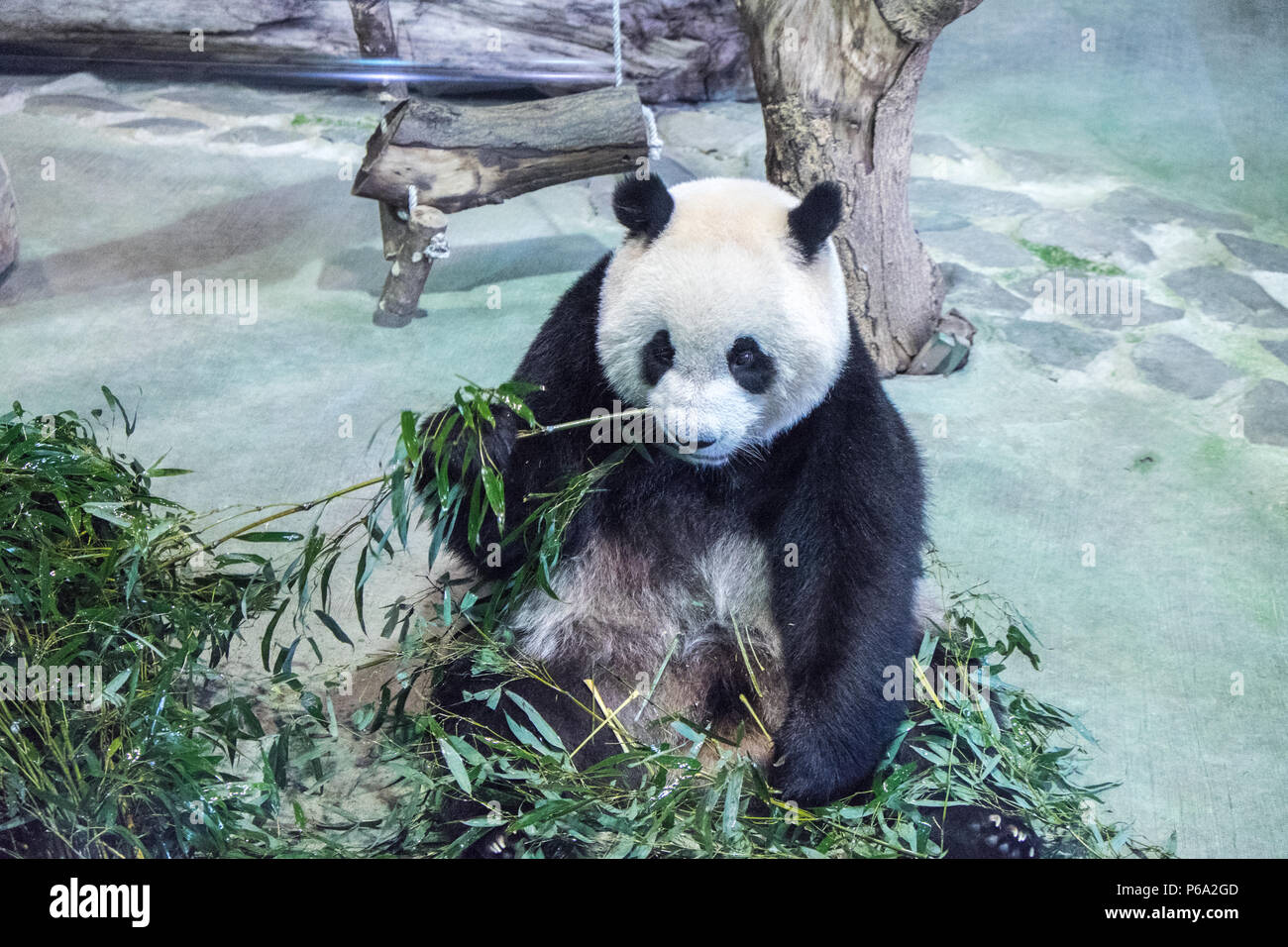Taipei zoo panda hi-res stock photography and images - Alamy