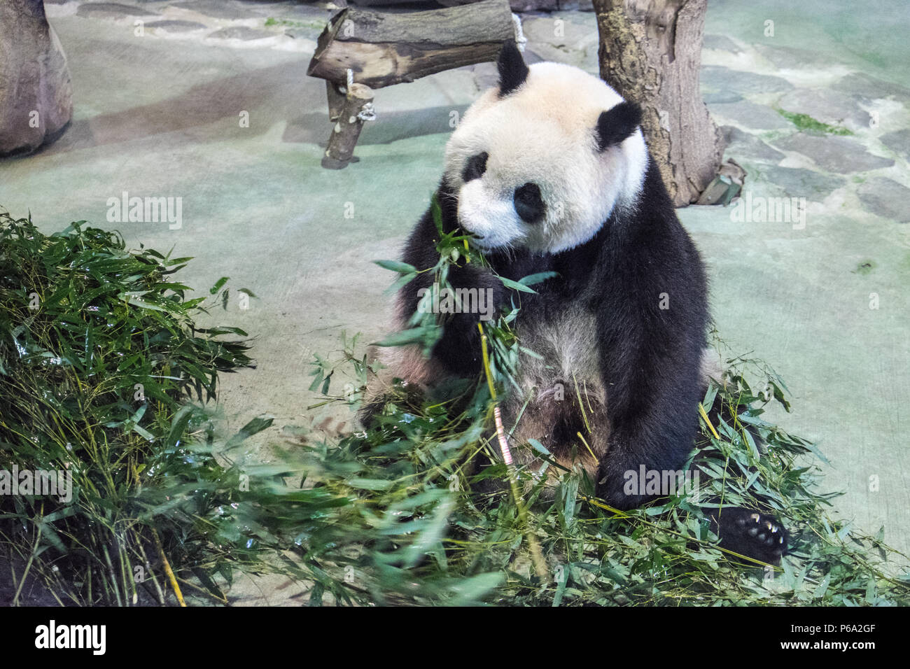 Giant Panda,Taipei Zoo,zoo,animal,animals,Taipei,Taipei City,Taiwan ...