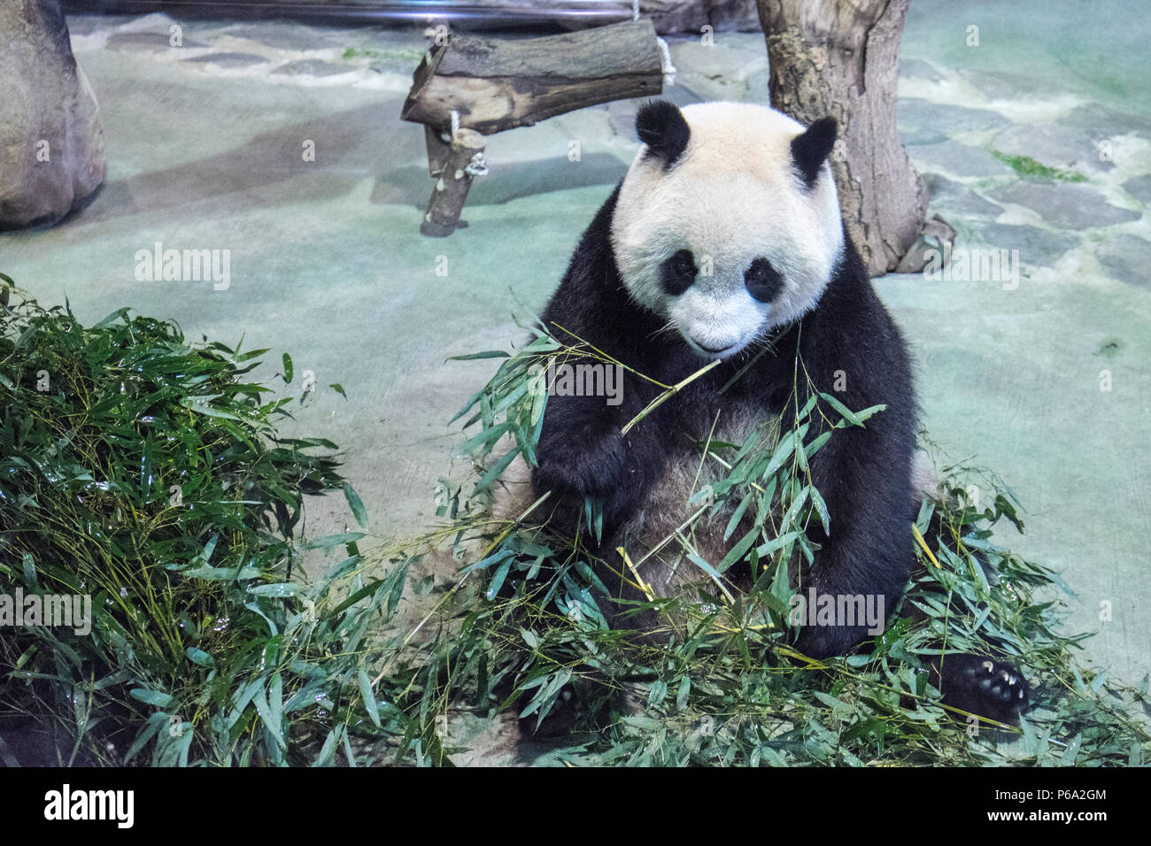 Giant Panda,Taipei Zoo,zoo,animal,animals,Taipei,Taipei City,Taiwan ...