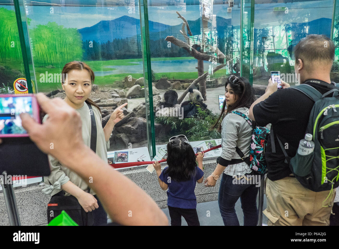 Giant Panda,Taipei Zoo,zoo,animal,animals,Taipei,Taipei City,Taiwan,city,island,Republic of ...