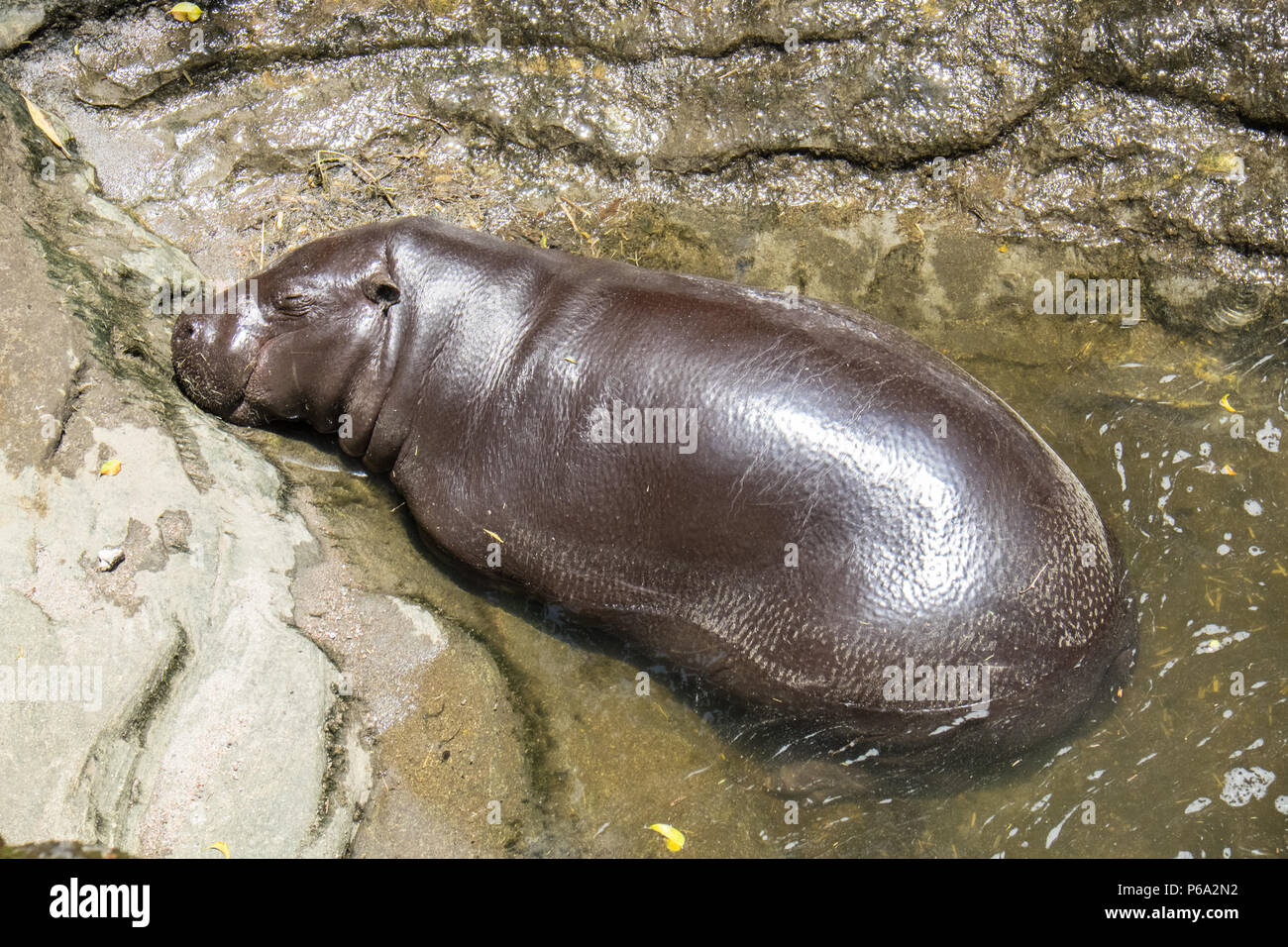 Taipei Zoo,zoo,animal,animals,Taipei,Taipei City,Taiwan,city,island ...