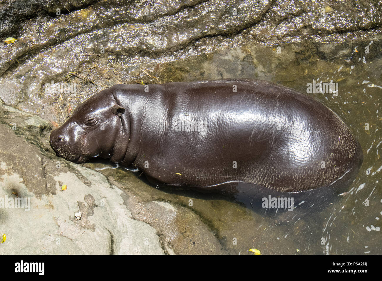 Taipei Zoo,zoo,animal,animals,Taipei,Taipei City,Taiwan,city,island ...