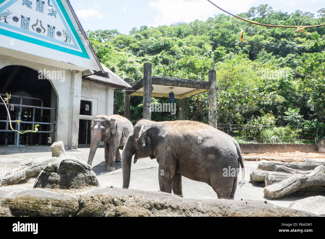 Taipei Zoo,zoo,animal,animals,Taipei,Taipei City,Taiwan,city,island ...