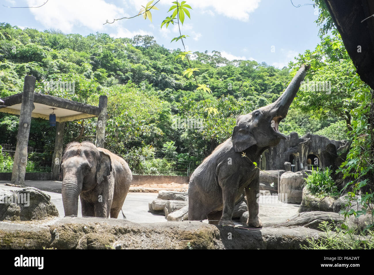 Taipei Zoo,zoo,animal,animals,Taipei,Taipei City,Taiwan,city,island ...