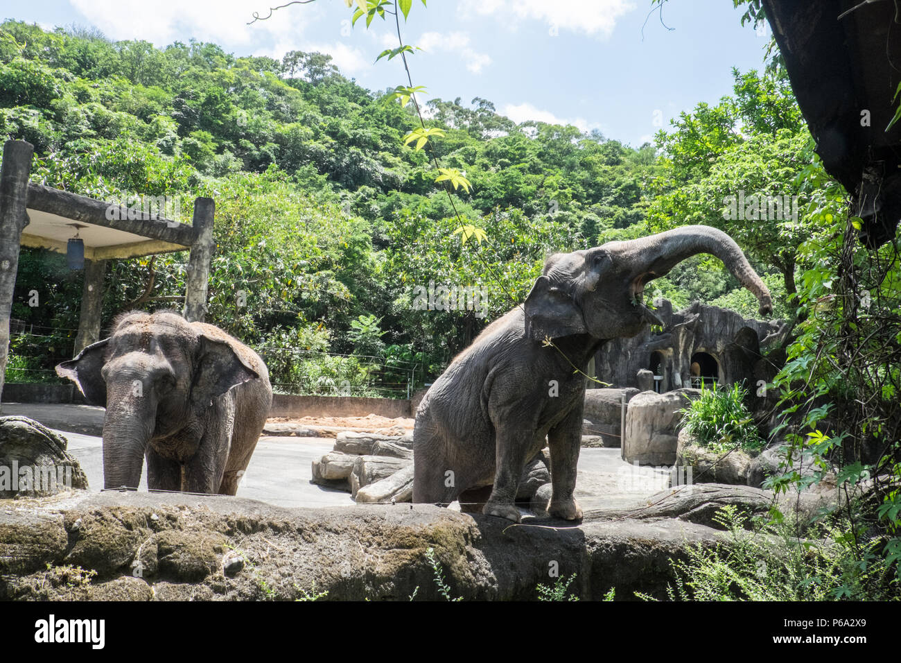 Taipei Zoo,zoo,animal,animals,Taipei,Taipei City,Taiwan,city,island ...