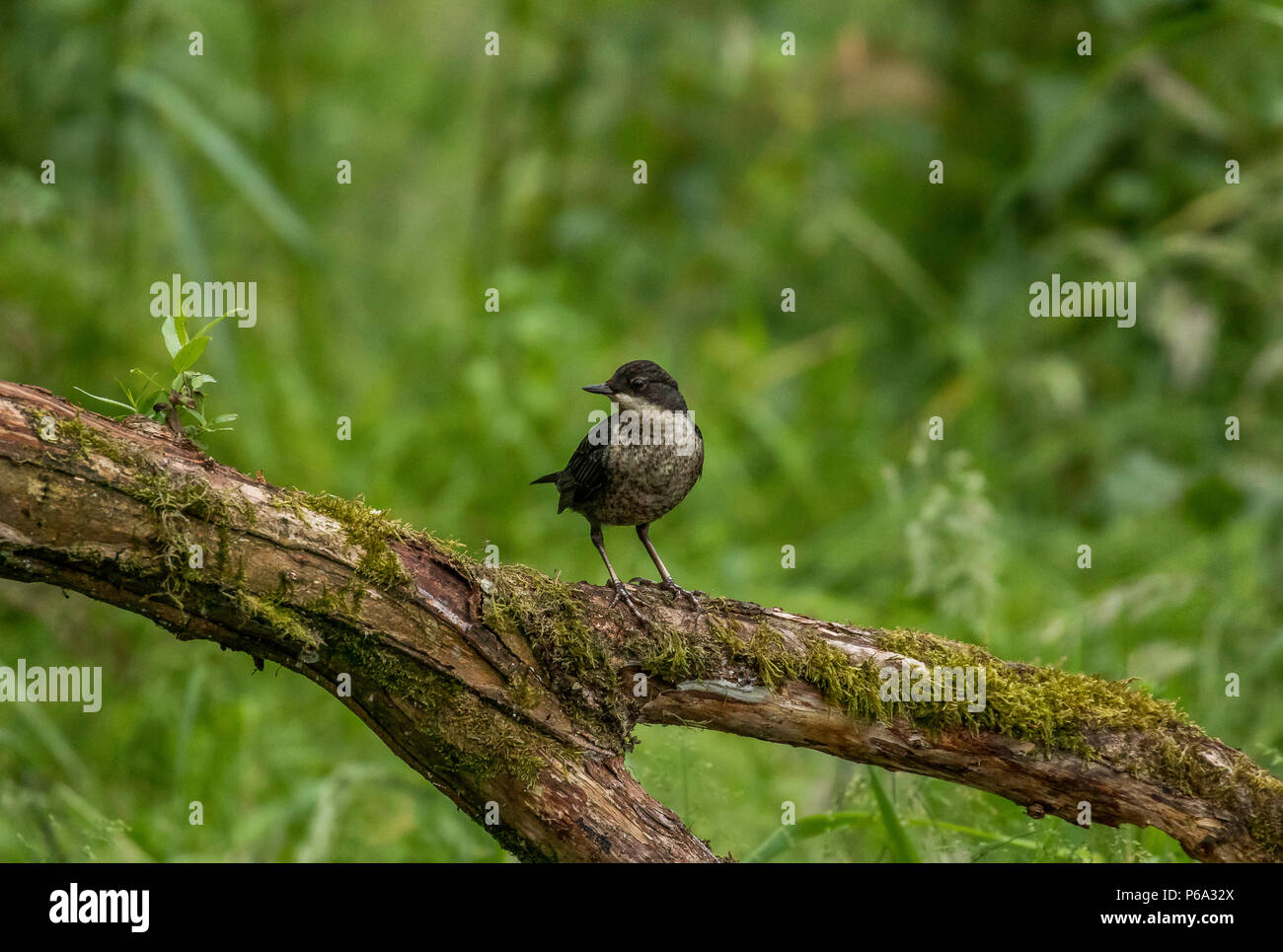 Dipper underwater uk hi-res stock photography and images - Alamy