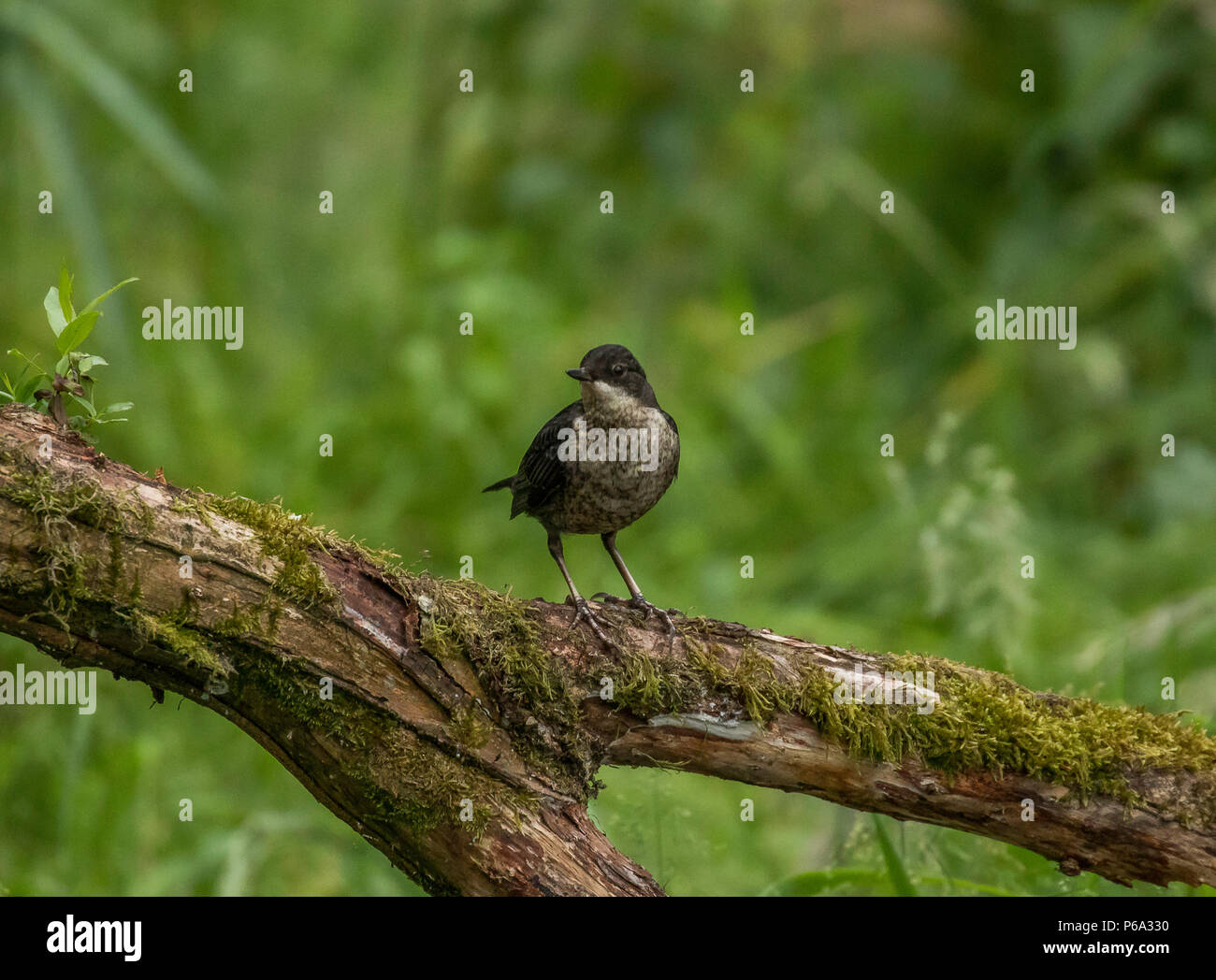 Dipper underwater uk hi-res stock photography and images - Alamy