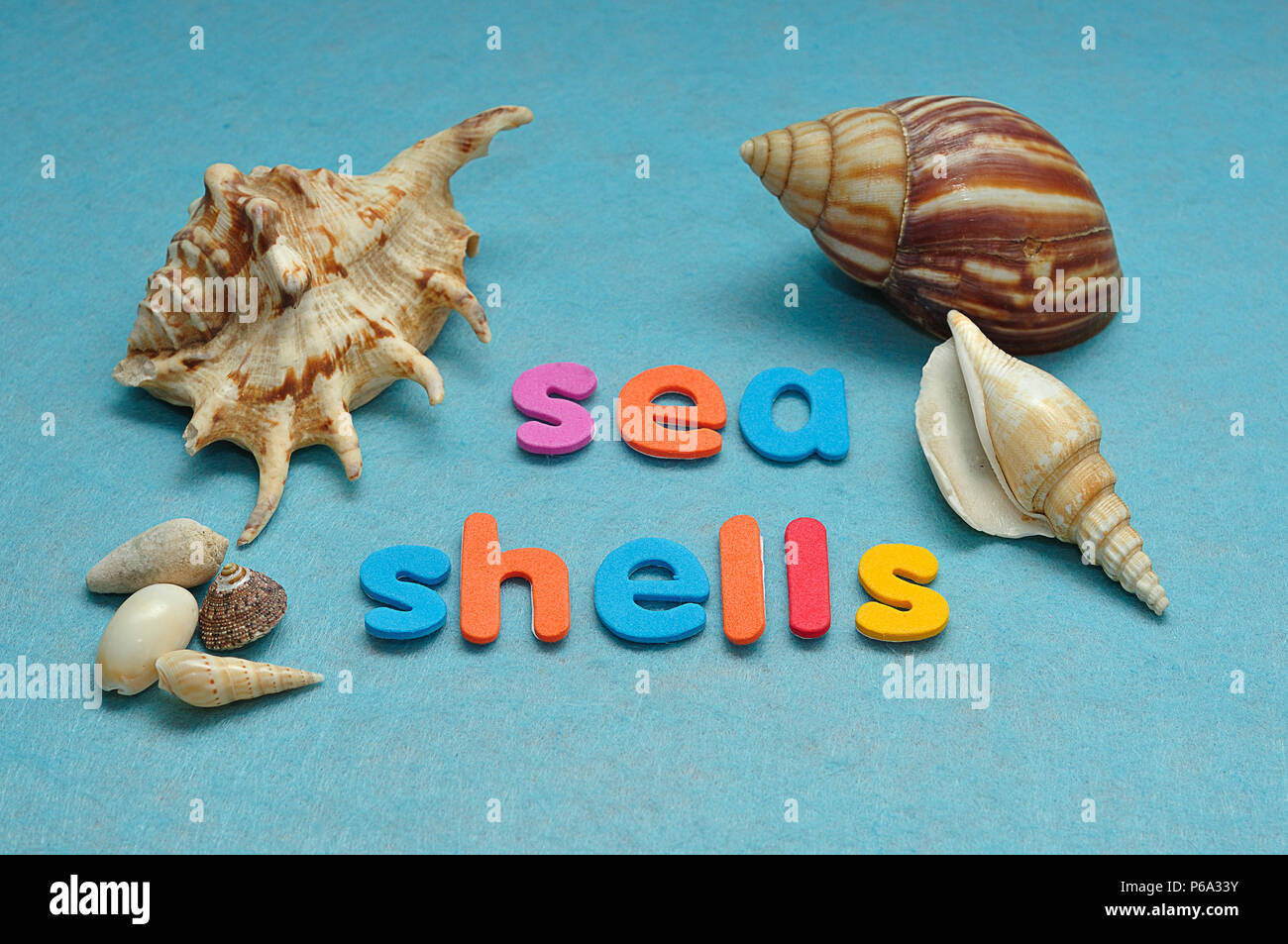 Variety of oceanic shells hi-res stock photography and images - Alamy