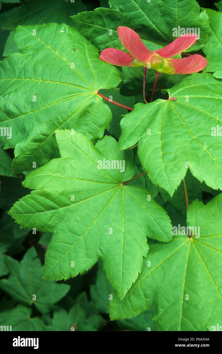 Vine maple with seeds, Metolius Wild & Scenic River, Deschutes National ...