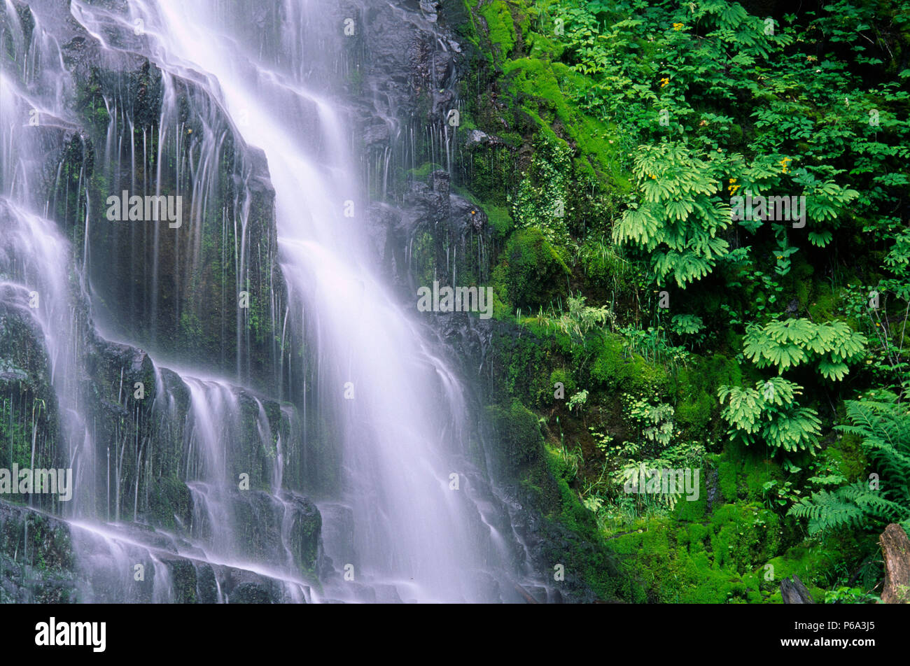 Tillamook state forest wilson river hi-res stock photography and images ...