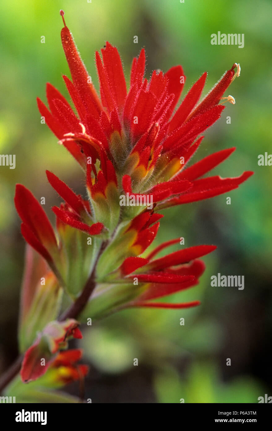 Northwest indian paintbrush hi-res stock photography and images - Alamy