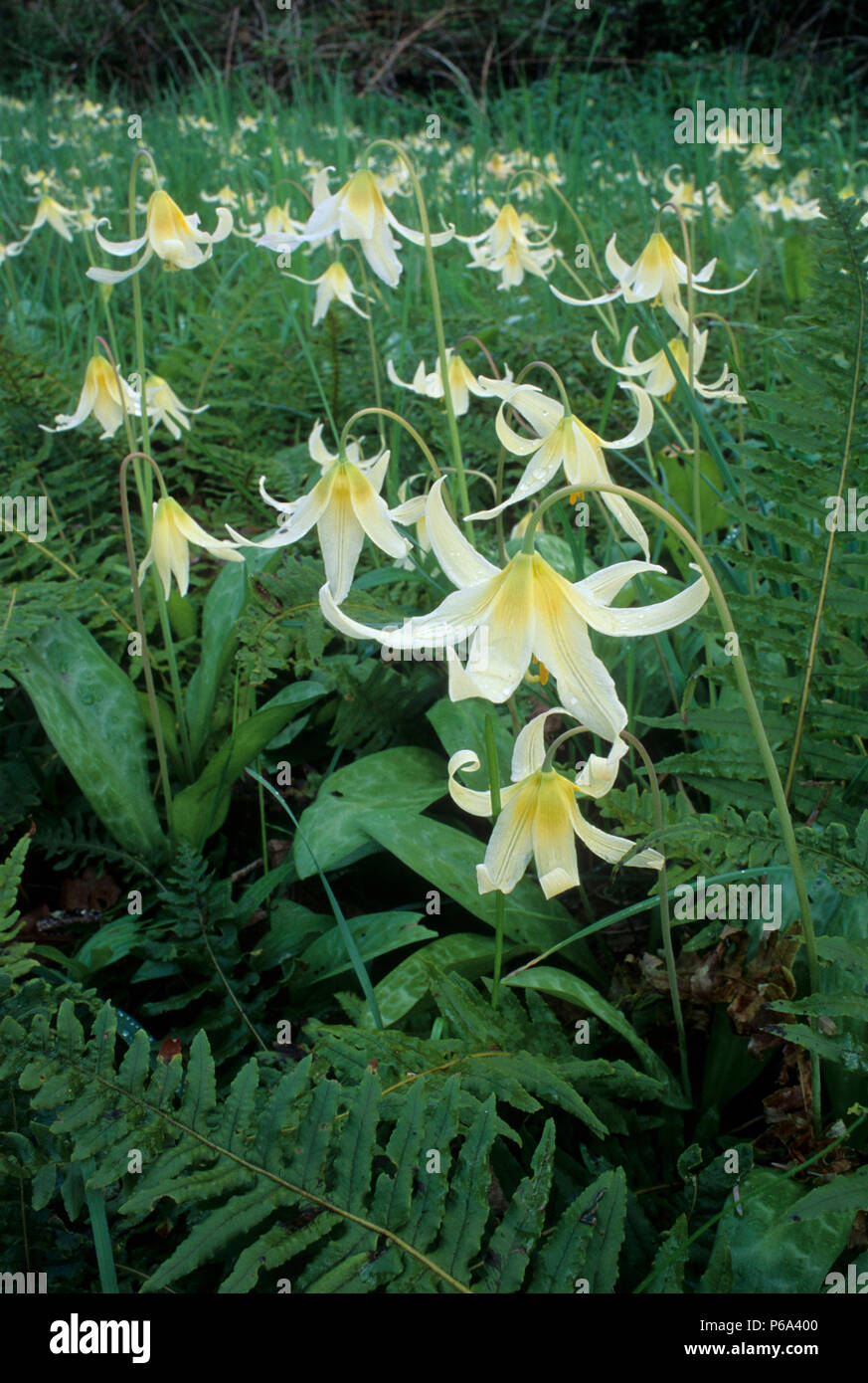 Lily of the valley bush hi-res stock photography and images - Alamy
