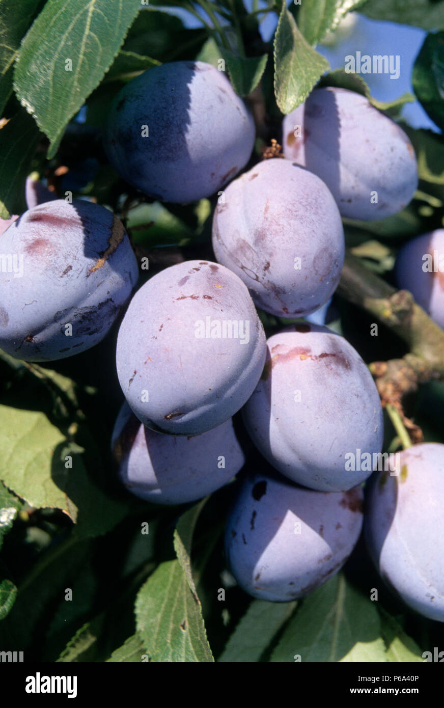 Italian plum orchard, Marion County, Oregon Stock Photo - Alamy