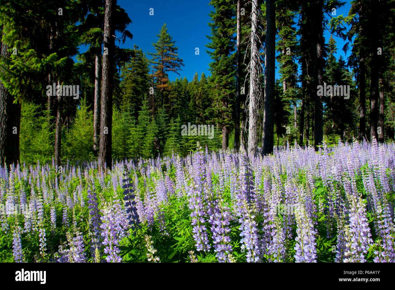 Blue mountain scenic byway oregon hi-res stock photography and images ...