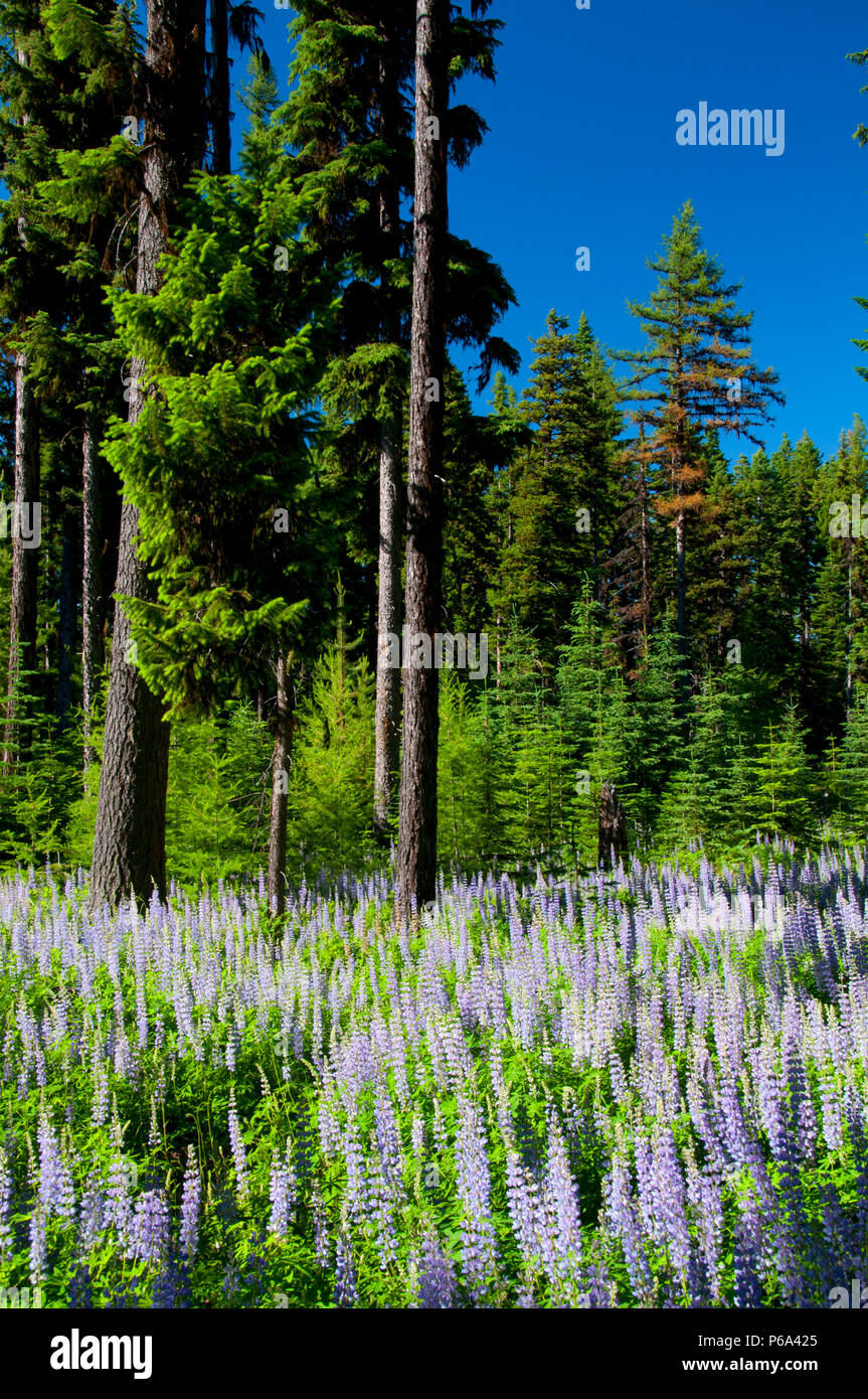 Lupine field, Umatilla National Forest, Blue Mountain National Scenic ...