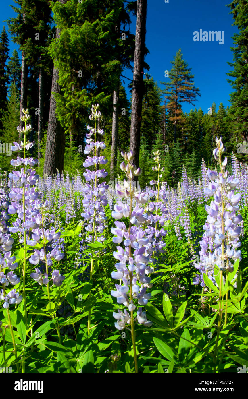 Lupine field, Umatilla National Forest, Blue Mountain National Scenic ...