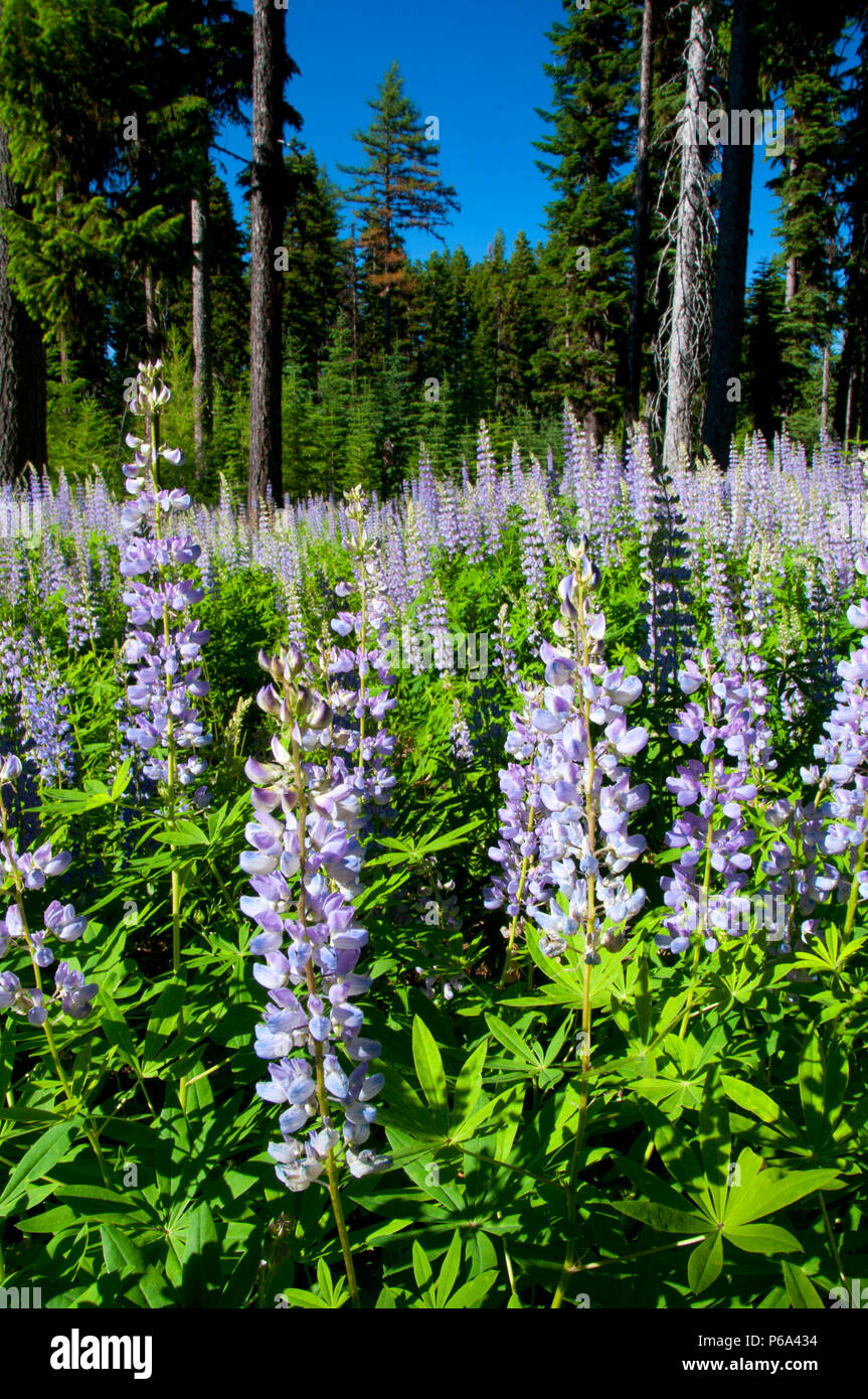 Lupine field, Umatilla National Forest, Blue Mountain National Scenic ...