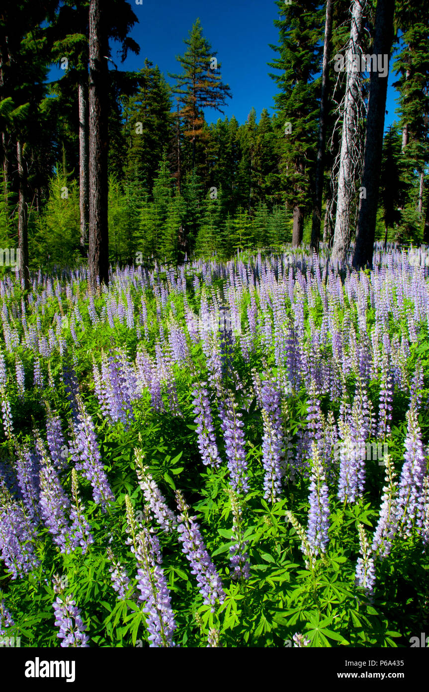 Lupine field, Umatilla National Forest, Blue Mountain National Scenic ...