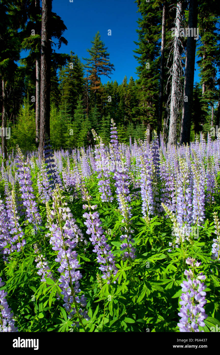 Lupine field, Umatilla National Forest, Blue Mountain National Scenic ...
