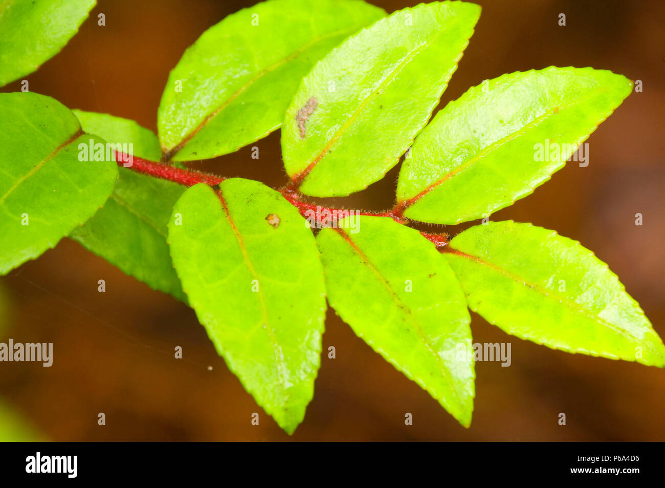 California huckleberry (Vaccinium ovatum), Clay Myers State Park ...