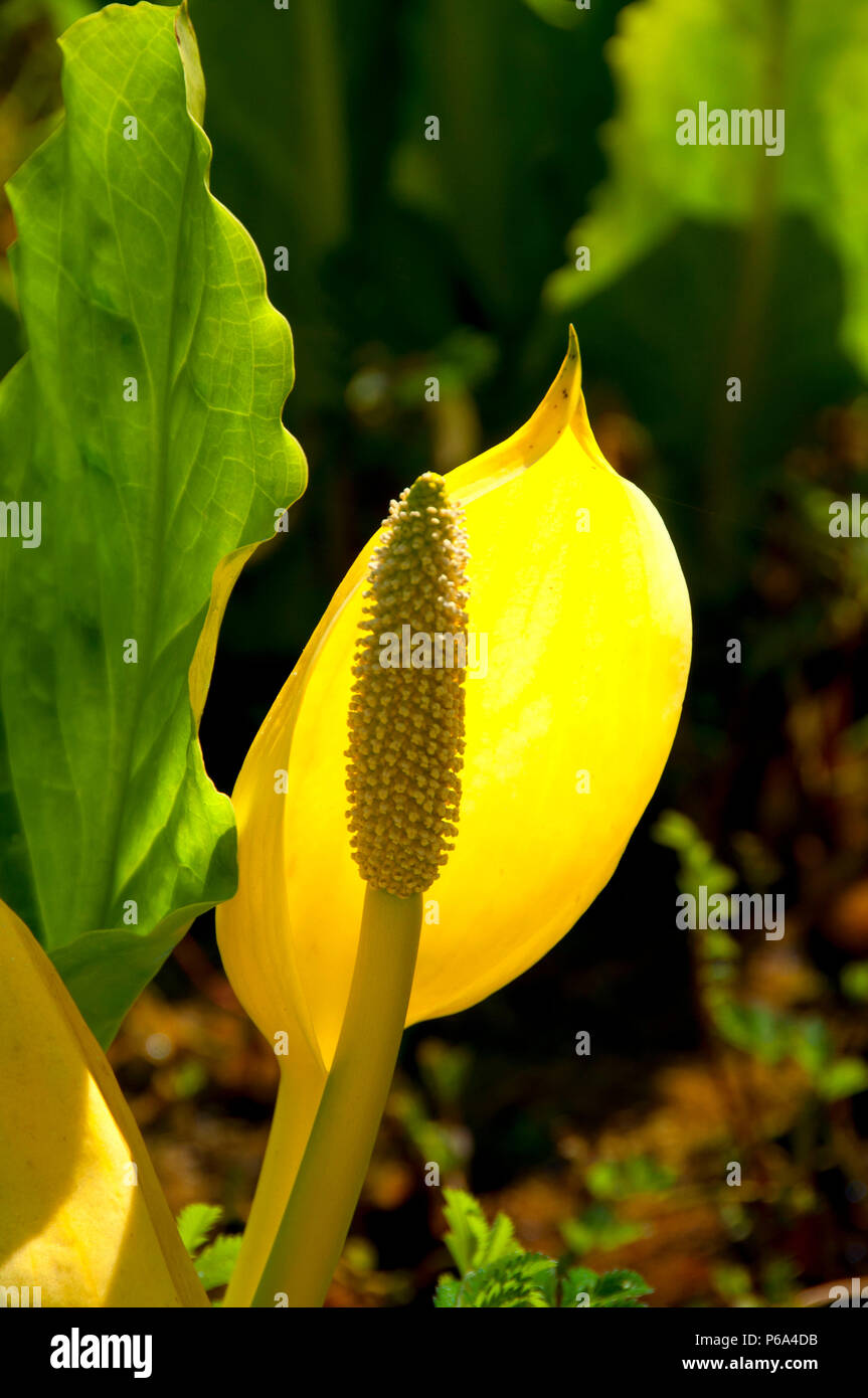 Skunk cabbage, Cape Lookout State Park, Oregon Stock Photo - Alamy